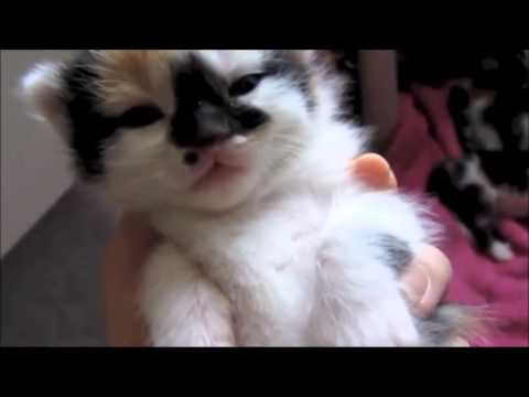 grappige katten filmpjes - Kattenfilmpjes.com